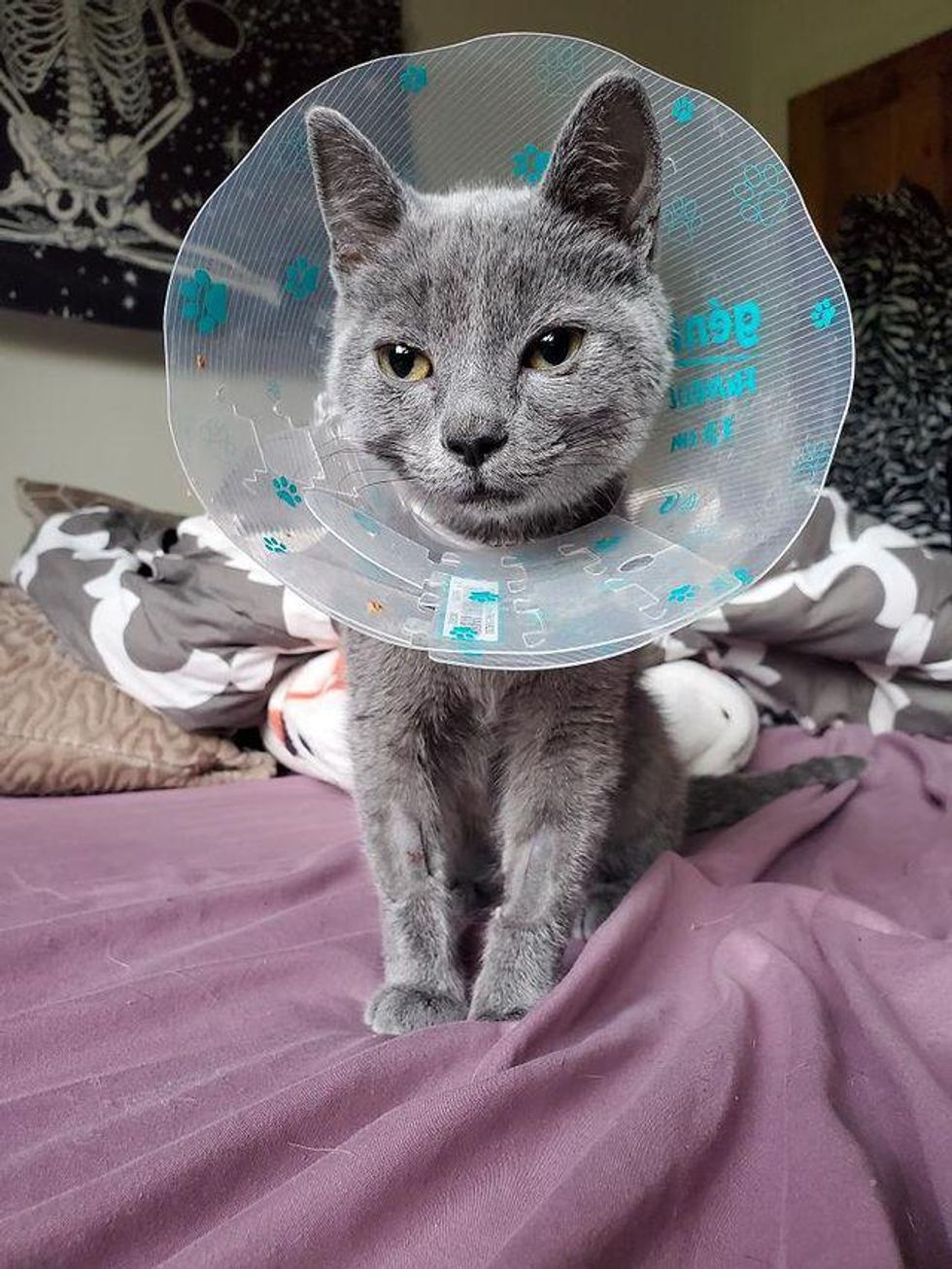 Kitten Defies All Odds Against Rare Heart Condition, a True Fighter and ...