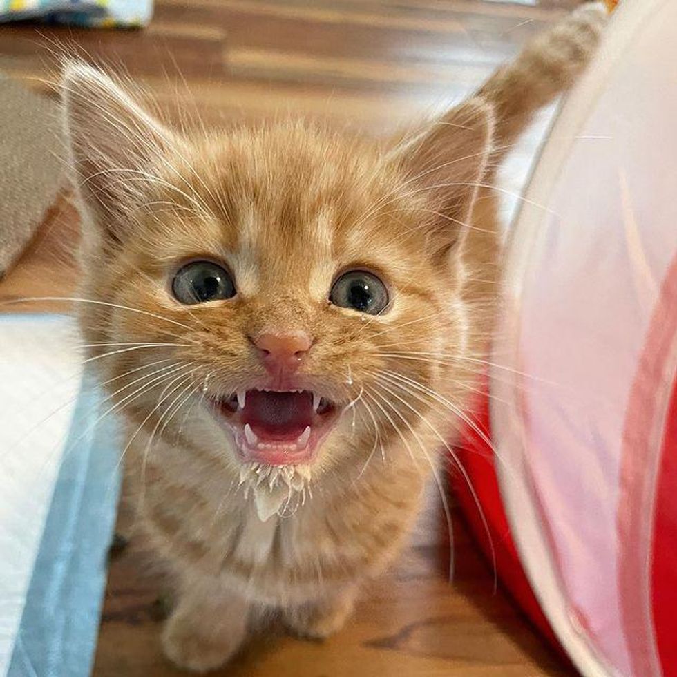 Orphan Kitten Goes from Hiding Under Blankets to 'Roaring' for ...