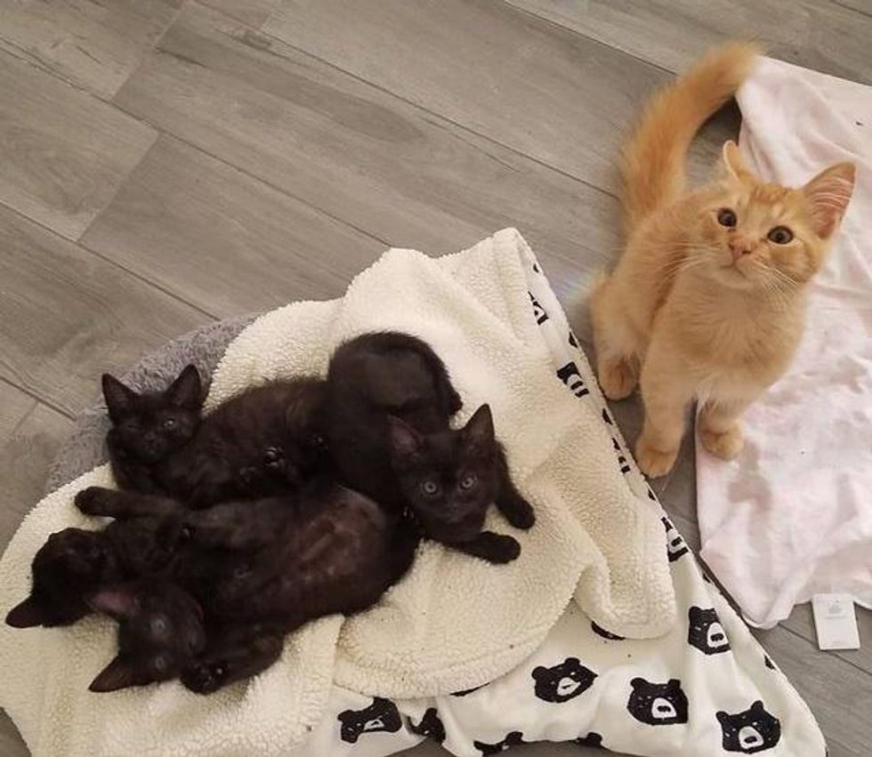 Orange Kitten Hops the Fence to Join Litter of Smaller Kittens and ...