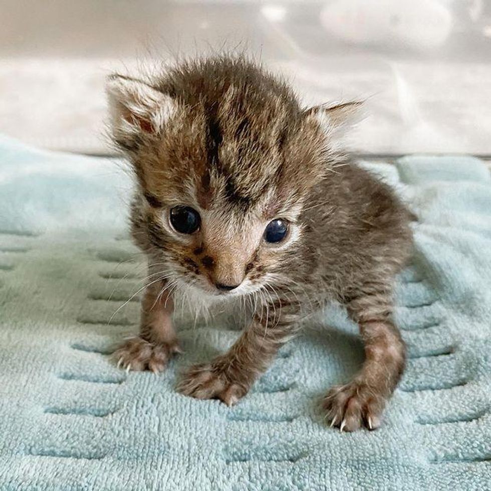 Kitten Who Was Very Small For Her Age, Perseveres into a Feisty ...