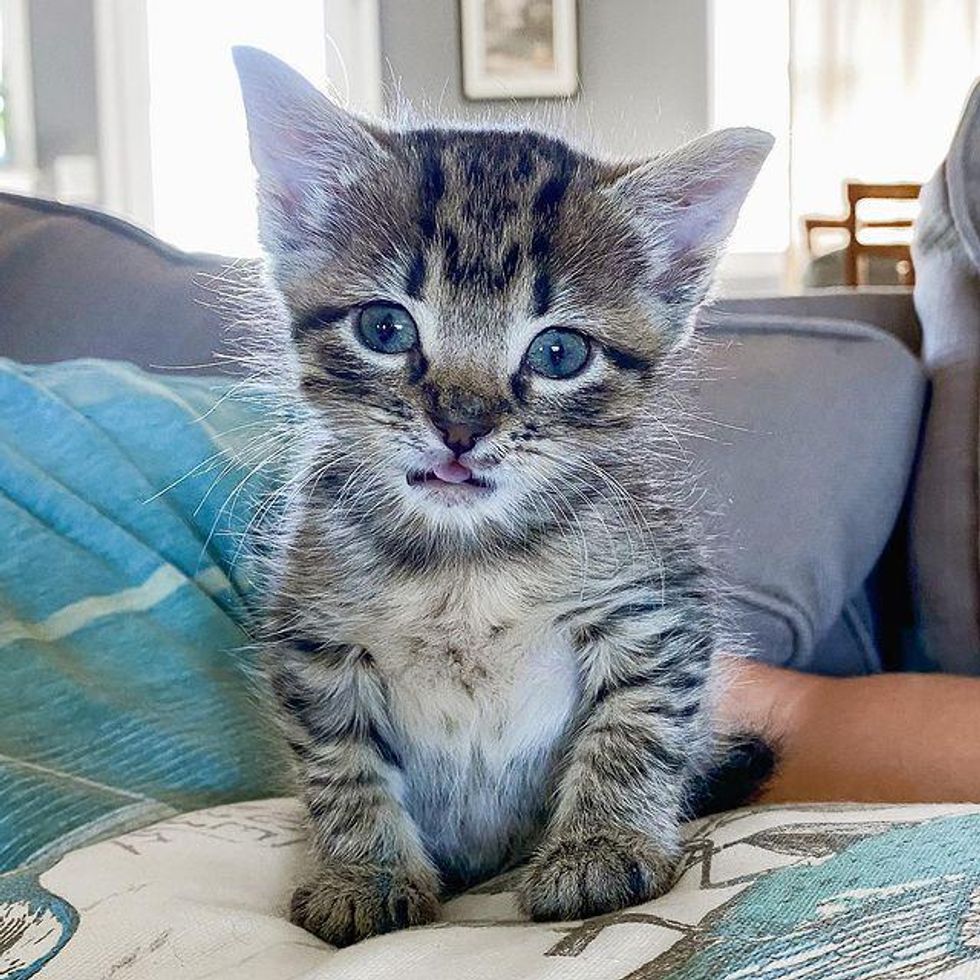 Kitten Who Was Very Small For Her Age, Perseveres into a Feisty ...