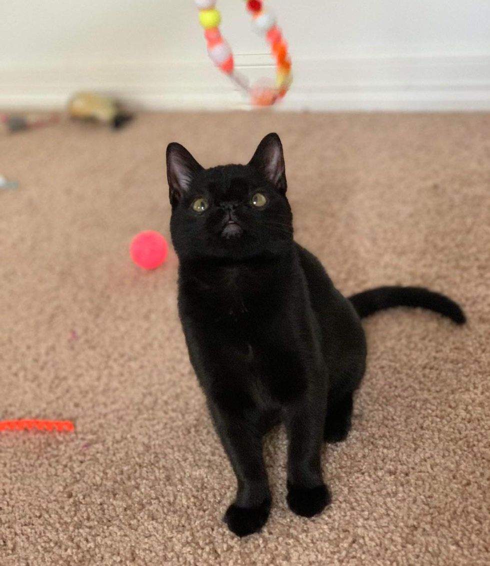 Kitten with Uniquely Perfect Face Left the Street and into Indoor Life ...