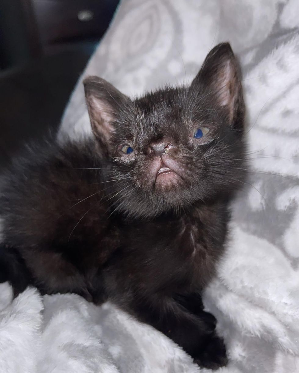 Kitten with Uniquely Perfect Face Left the Street and into Indoor Life ...