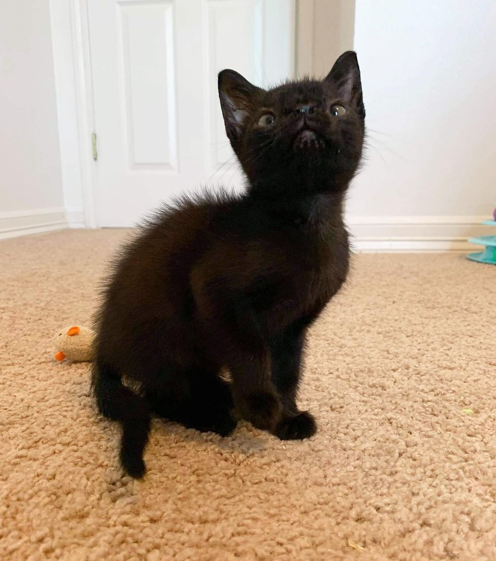 Kitten with Uniquely Perfect Face Left the Street and into Indoor Life ...