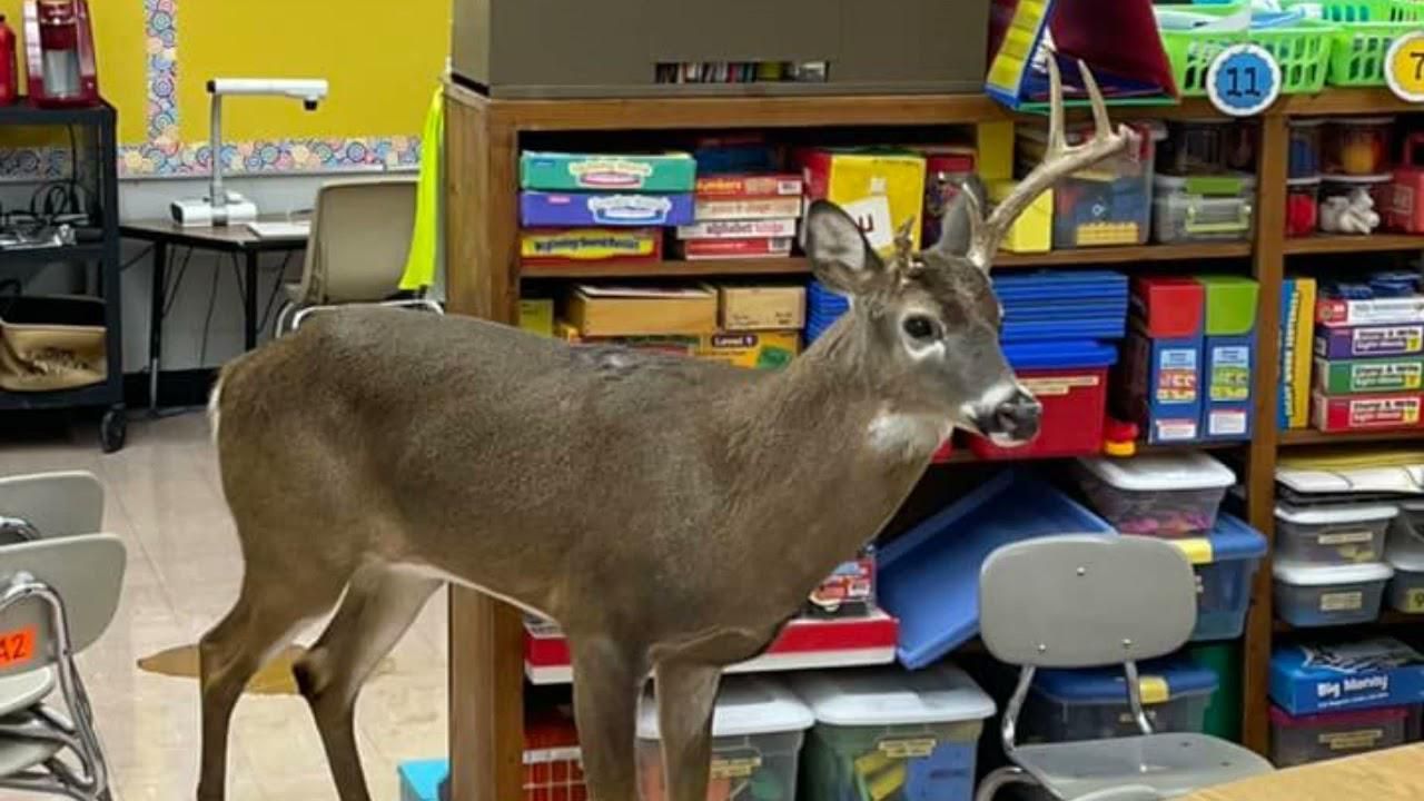 Deer breaks into Tennessee elementary school, gets stuck in classroom ...