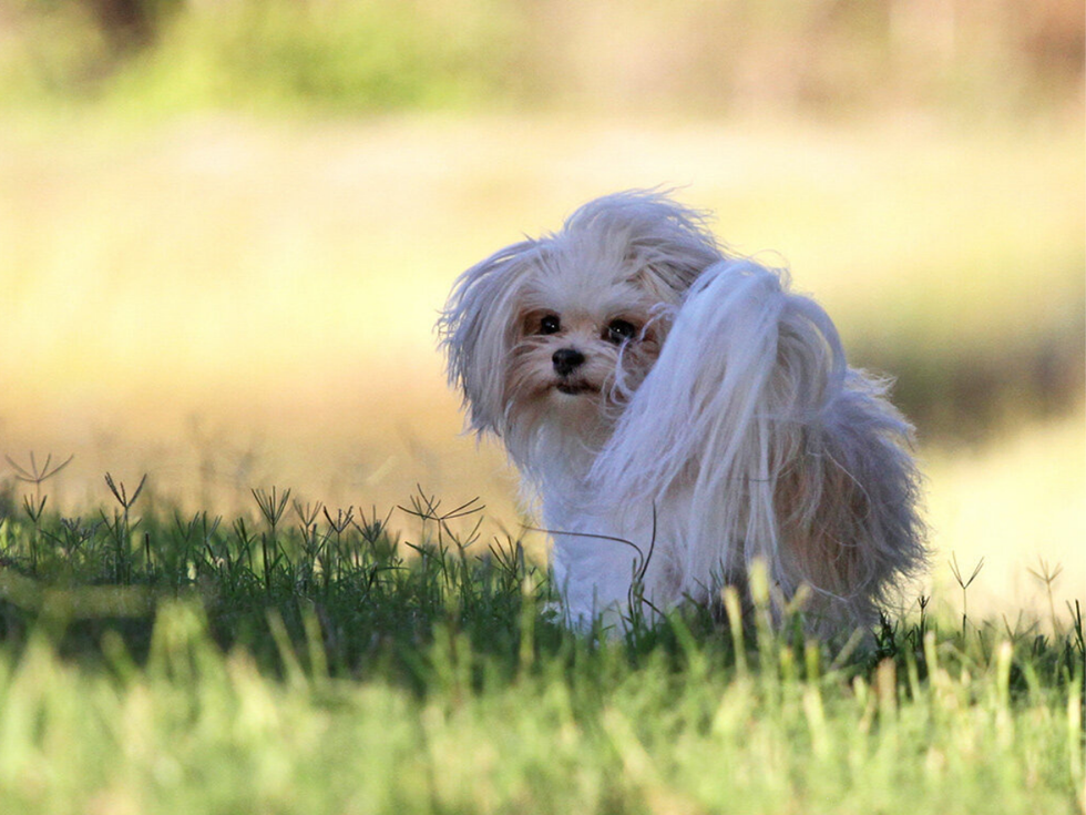 Mi-Ki Dog Breed Info - All You Need To Know