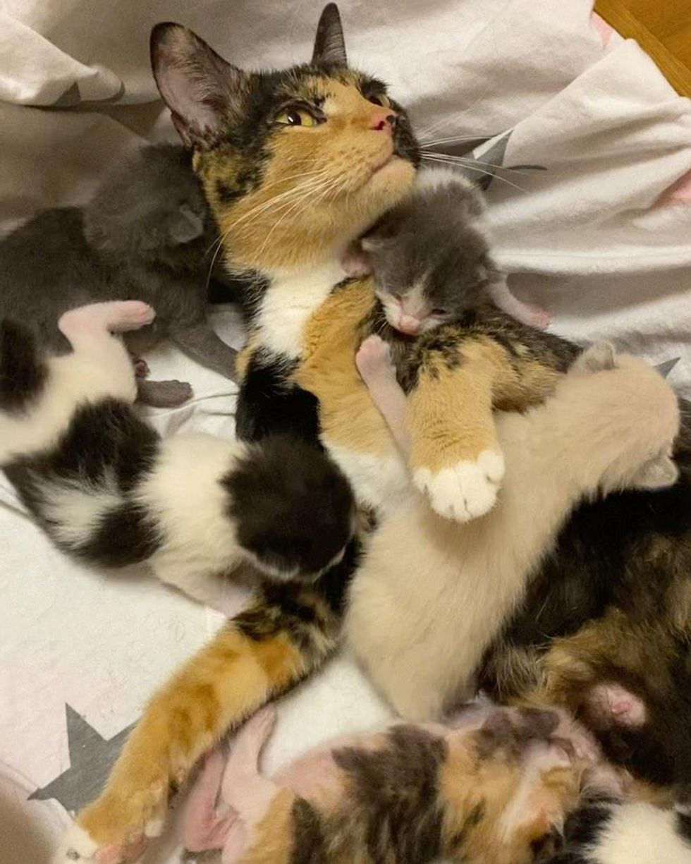 Cat Gets Her 8 Kittens Inside a Home After Spending Her Whole Life ...