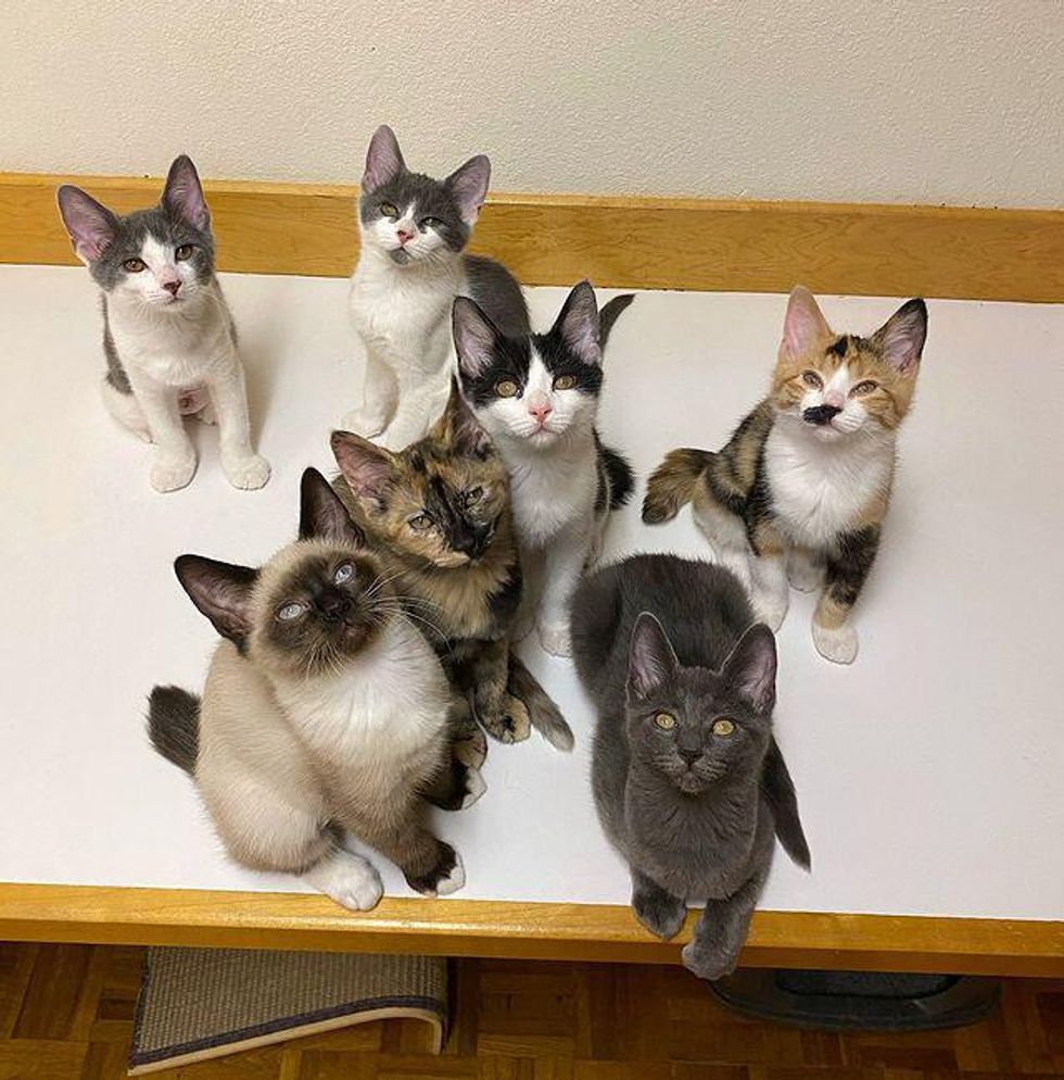 Cat Gets Her 8 Kittens Inside a Home After Spending Her Whole Life ...