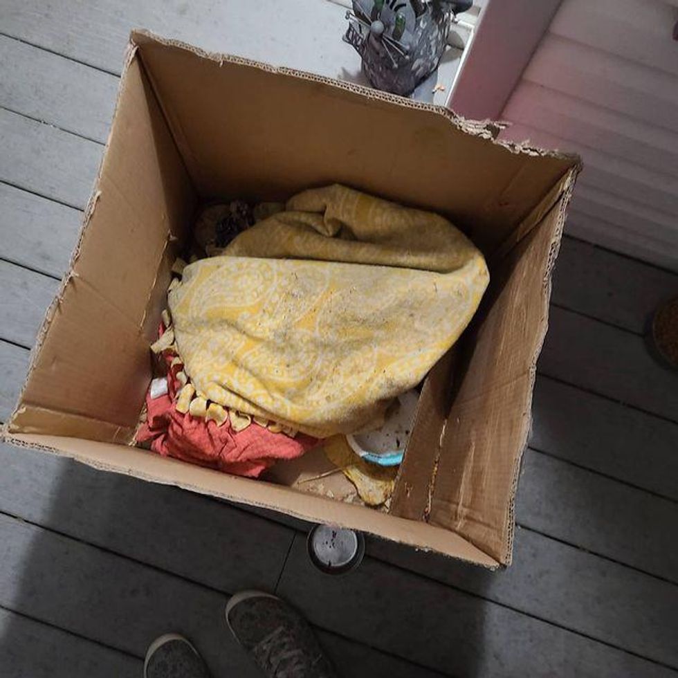 Kitten Came in a Box Left Outside in the Cold, Forms the Cutest Bond ...