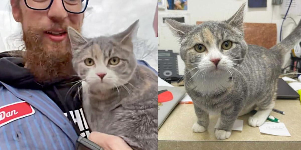 Kitten Runs Up to Man and Jumps in His Arms When He Finds Her Under a ...