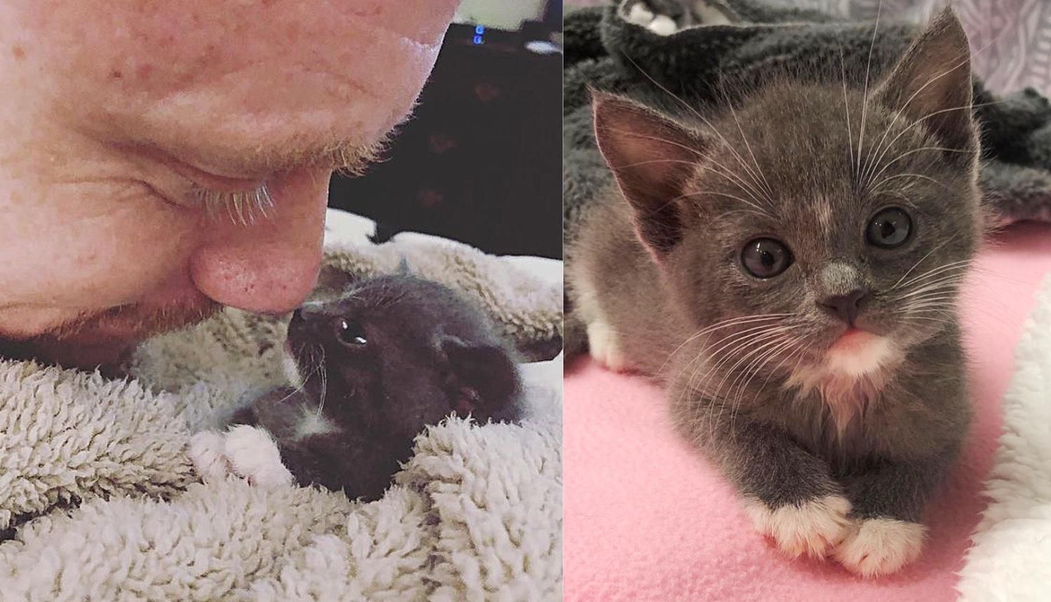 Man Accompanies Kitten Until She Feels Better, and Ensures Happily Ever ...