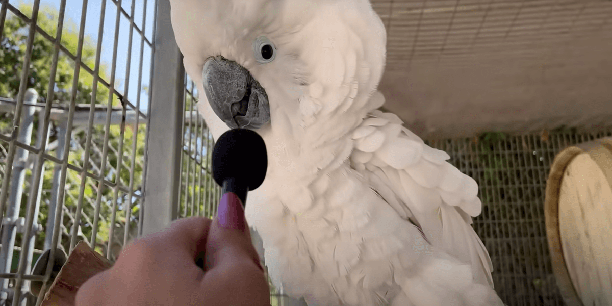 Chatty animals get 'interviewed' with a teeny tiny microphone, and boy ...