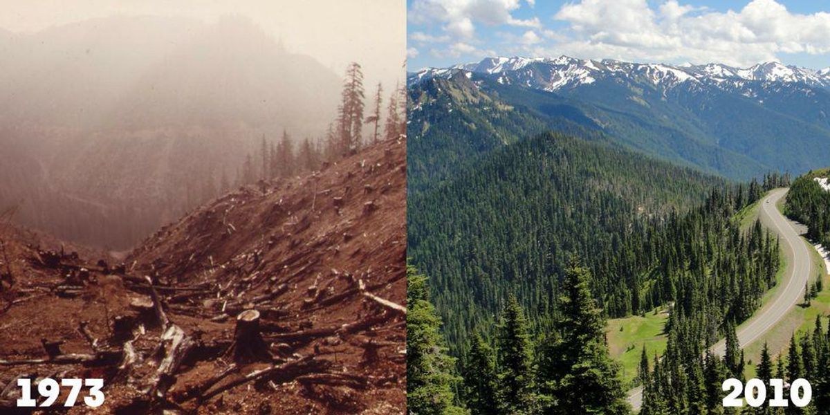 Before and after photos of this forest show an amazing recovery - Upworthy