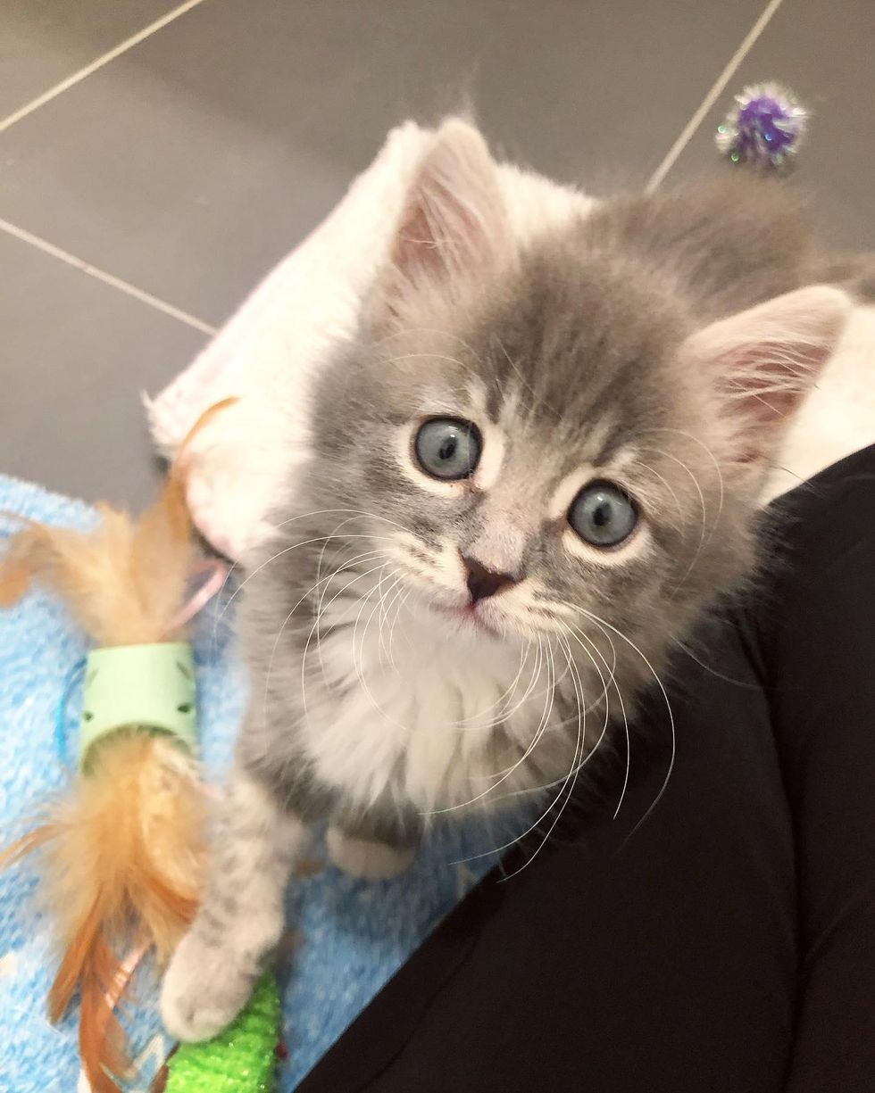 Kitten 10 Days of Age Holds onto the Hands that Help Her and Turns into ...