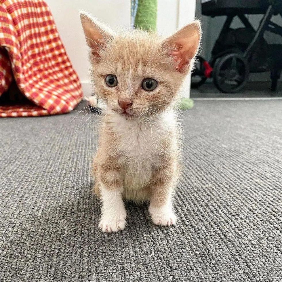 Kitten Sets His Mind on Walking Again and Wants to Be on the Go All the ...