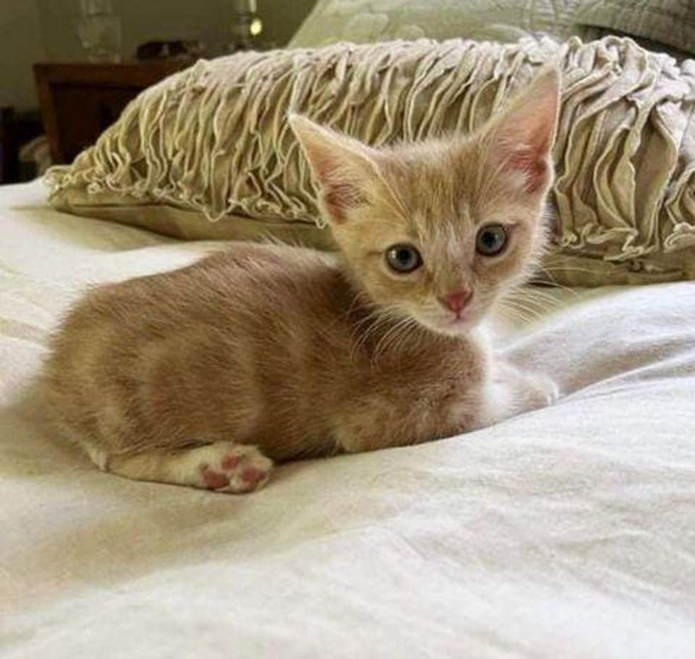 Kitten Sets His Mind on Walking Again and Wants to Be on the Go All the ...