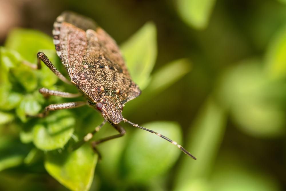 Here's an easy way to get rid of stink bugs in your house - It's a ...