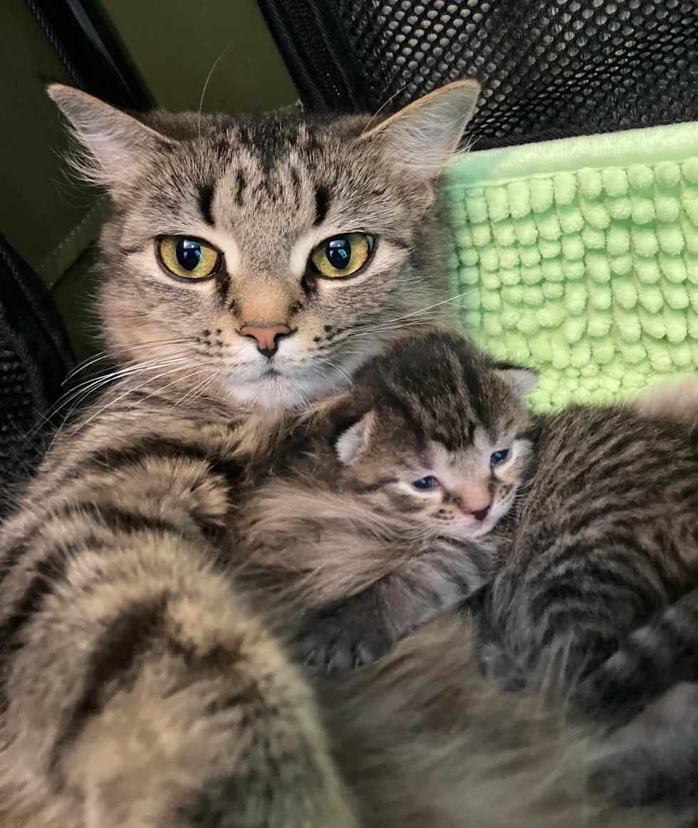 Cat Decides to Trust When She Finds Perfect Place to Have Kittens After ...