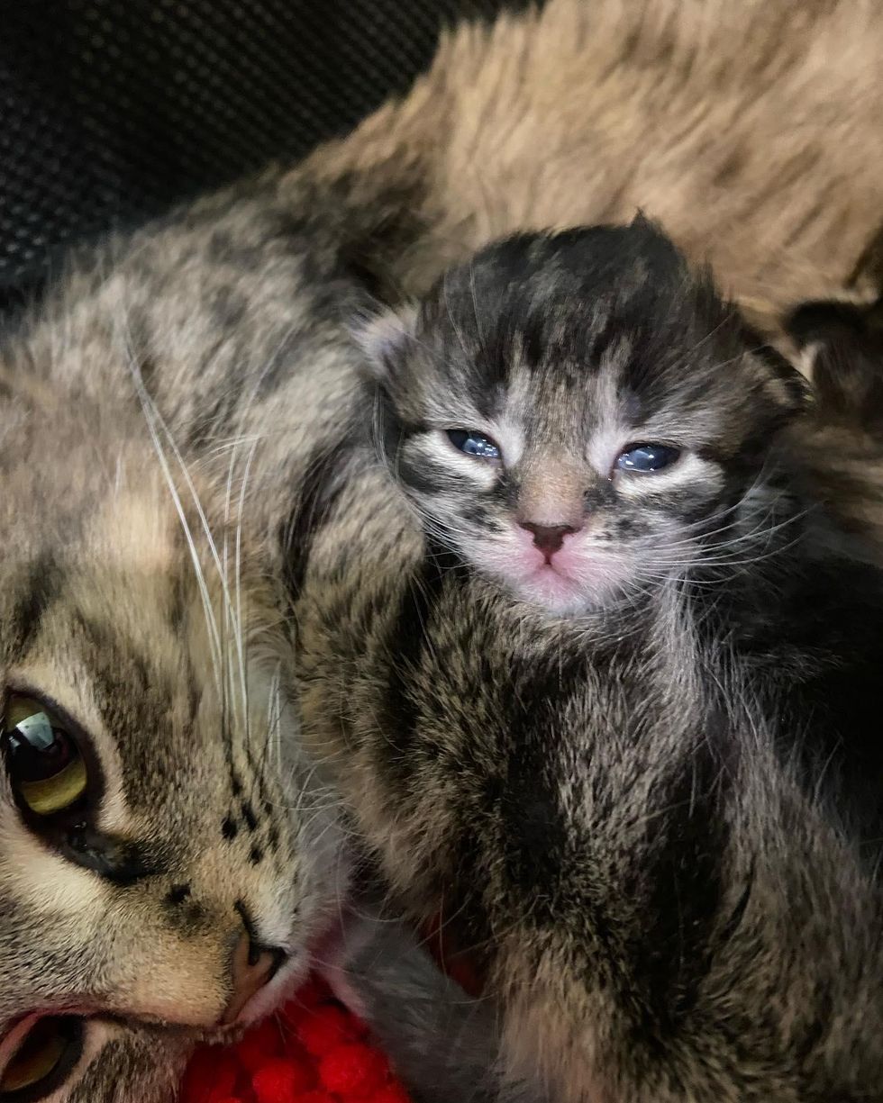 Cat Decides to Trust When She Finds Perfect Place to Have Kittens After ...