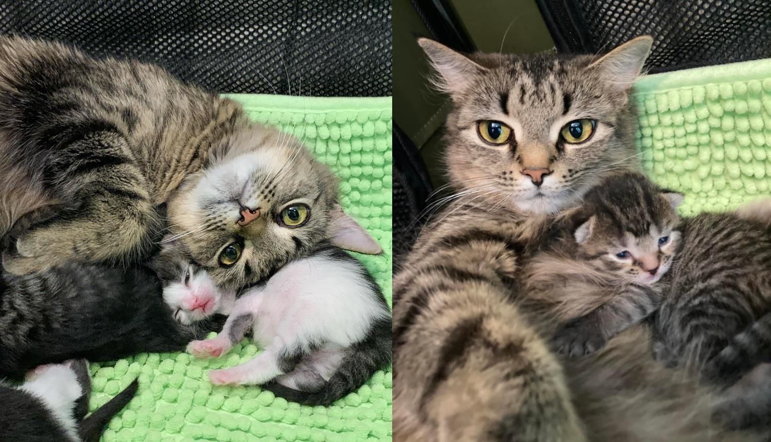 Cat Decides to Trust When She Finds Perfect Place to Have Kittens After ...