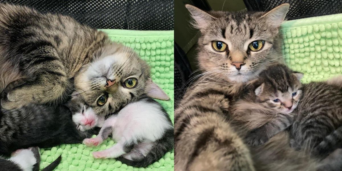 Cat Decides to Trust When She Finds Perfect Place to Have Kittens After ...