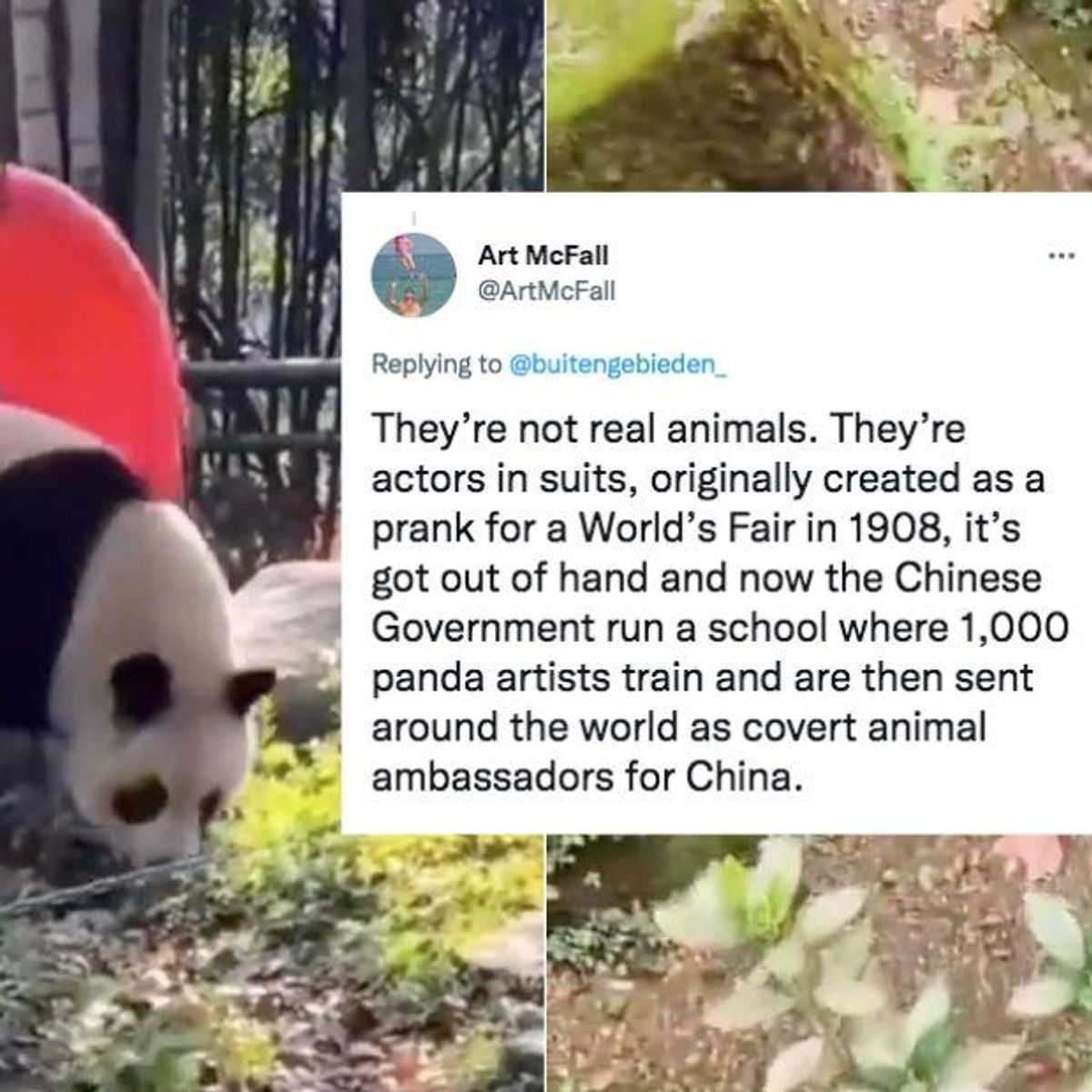 panda bears survive