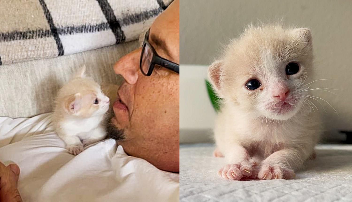 1S.Kitten's mother abandoned him inside a house; he now has a couple to ...