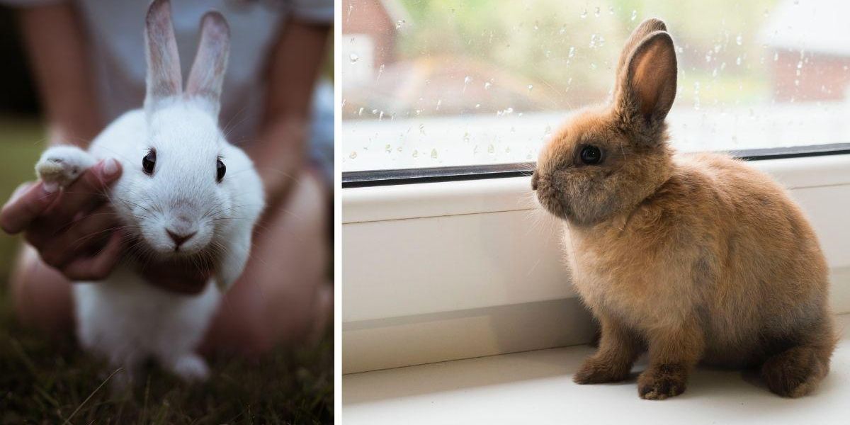 Bunnies make surprisingly awesome indoor pets - Upworthy