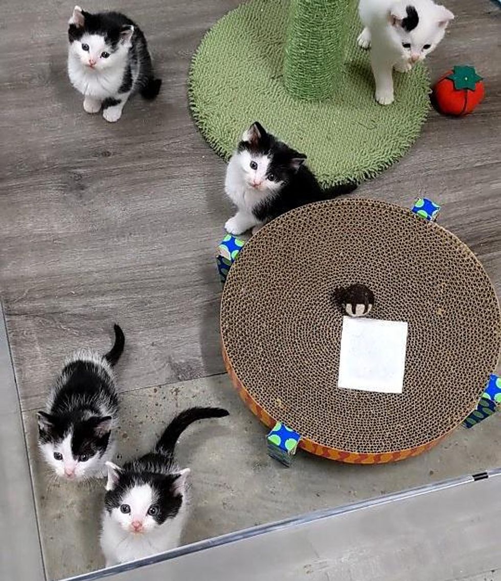 5 Kittens Come Out of Their Shells Together When They Realize They are ...