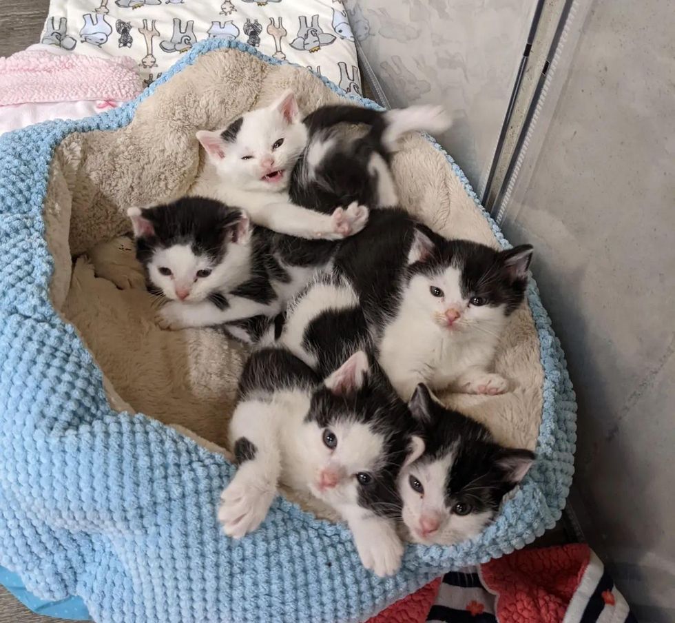 5 Kittens Come Out of Their Shells Together When They Realize They are ...