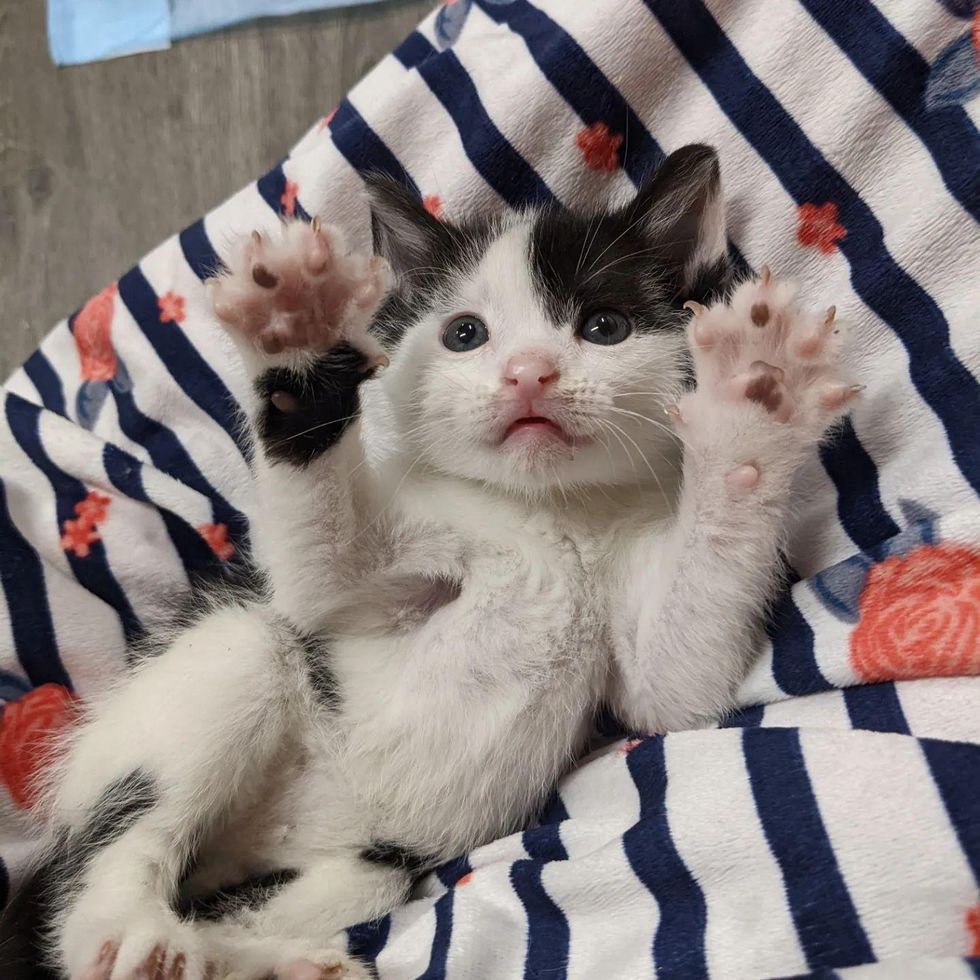 5 Kittens Come Out of Their Shells Together When They Realize They are ...