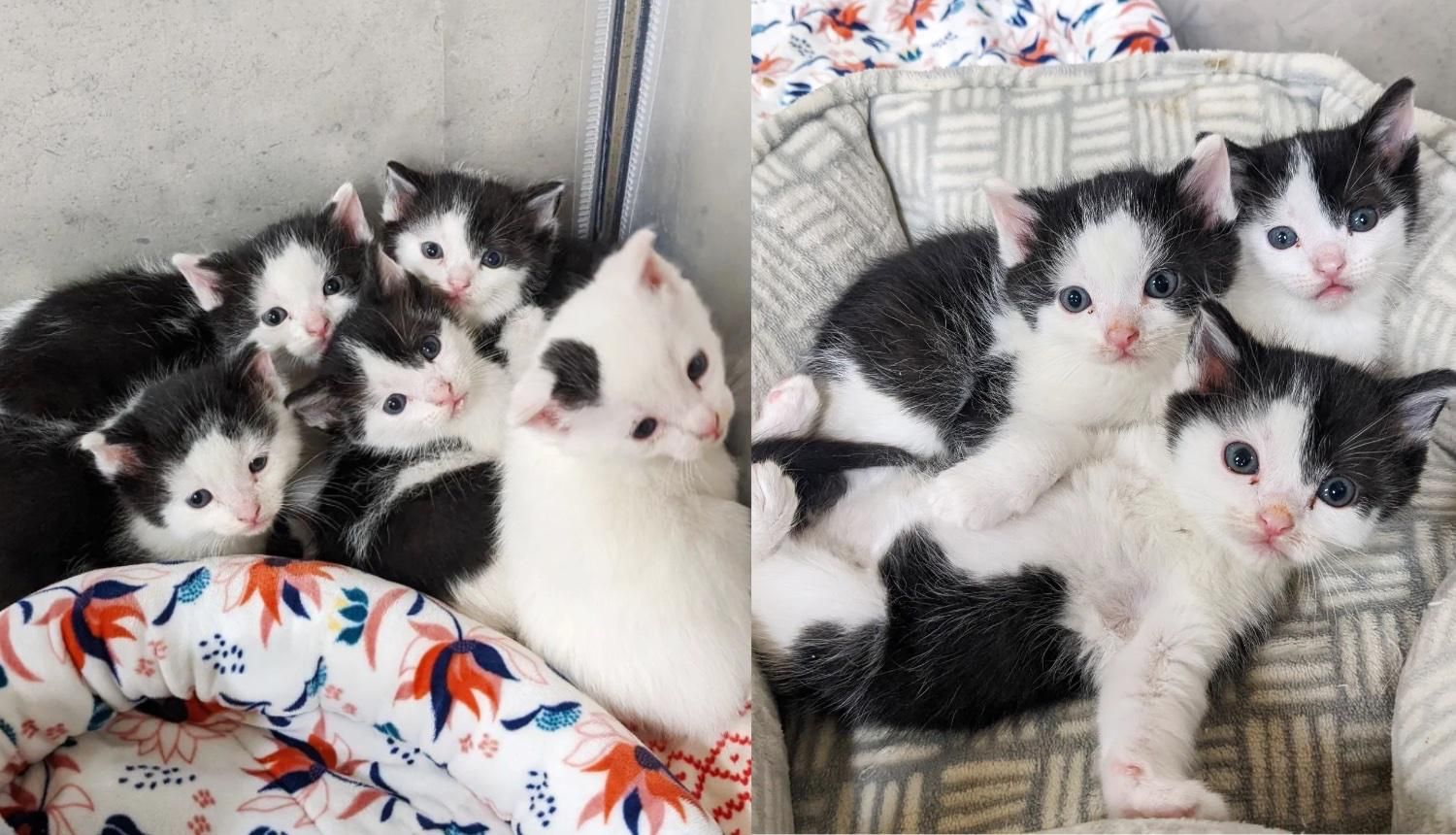 5 Kittens Come Out of Their Shells Together When They Realize They are ...
