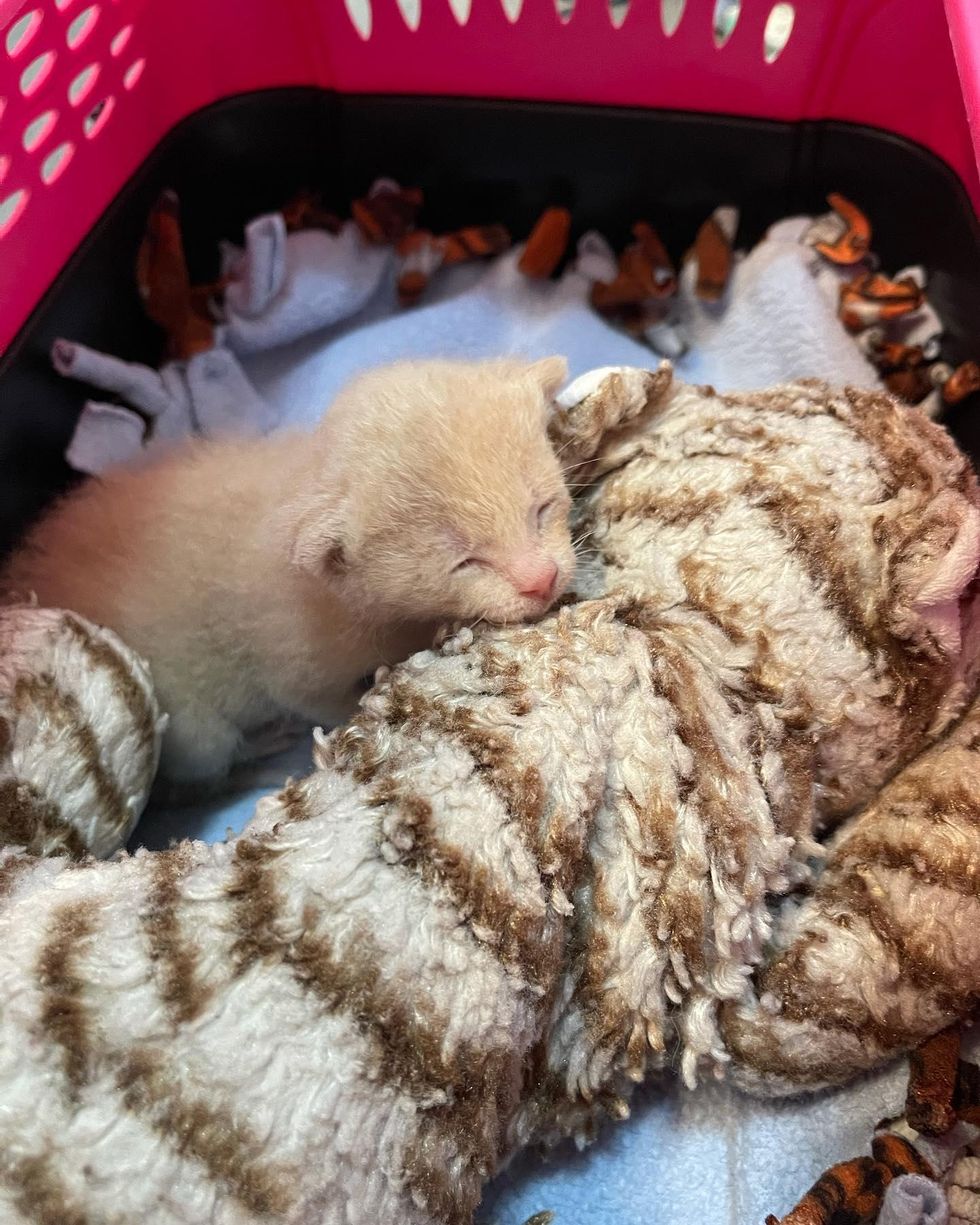 Kitten Melts into Cat Who Accepts Her as His Own, and Can't Get Enough ...