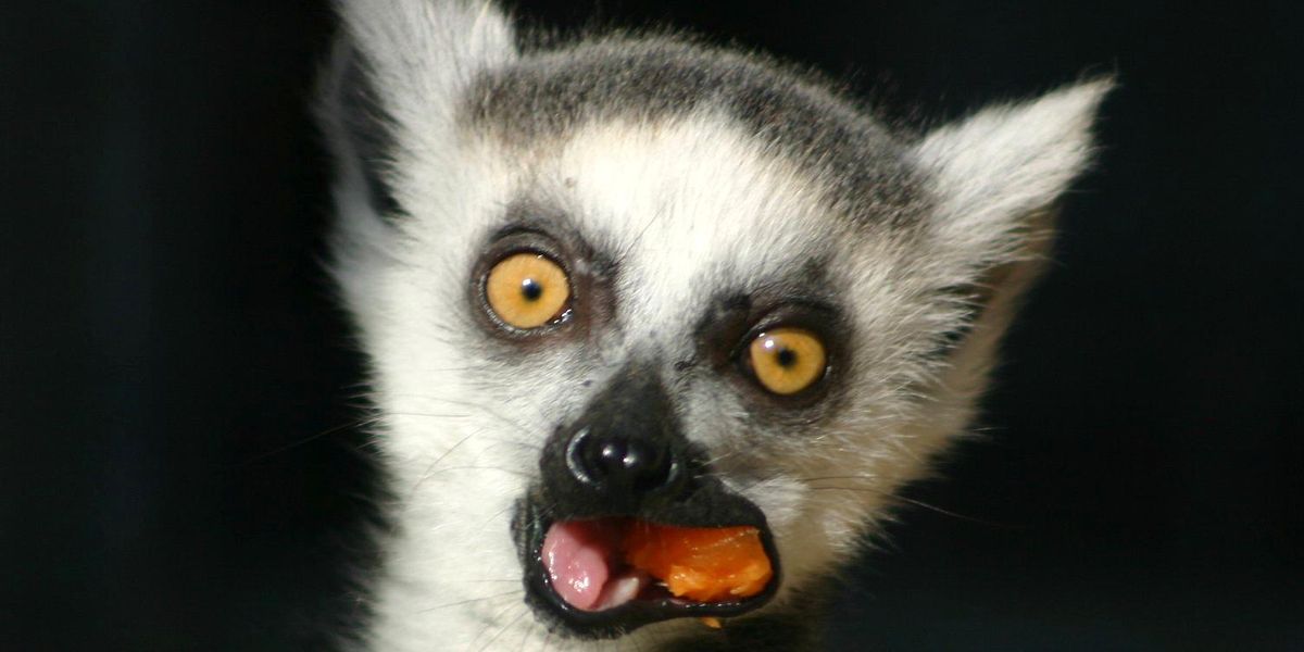 Bugs that taste like bacon help with Madagascar's food crisis - Upworthy
