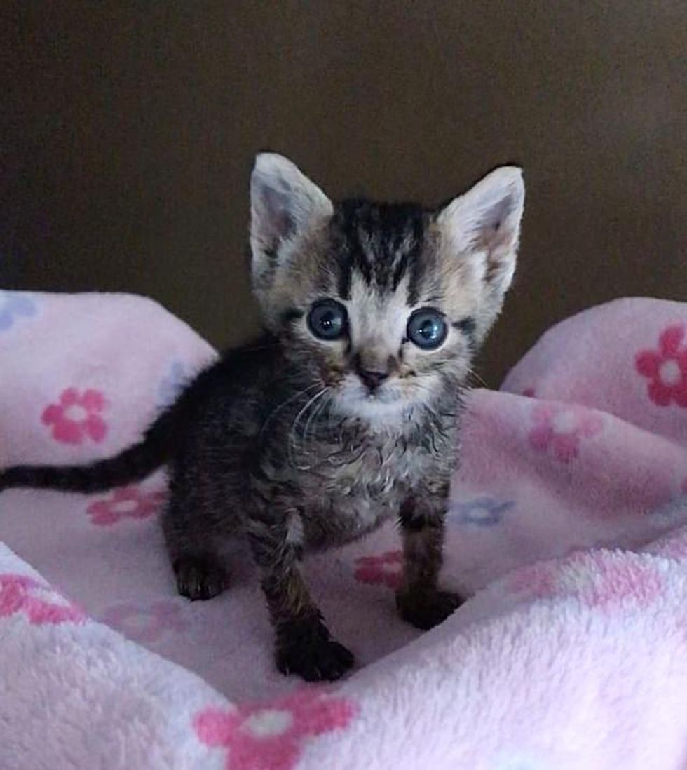 Kitten Minuscule in Size Has a Big Voice and Personality and a Cat To ...