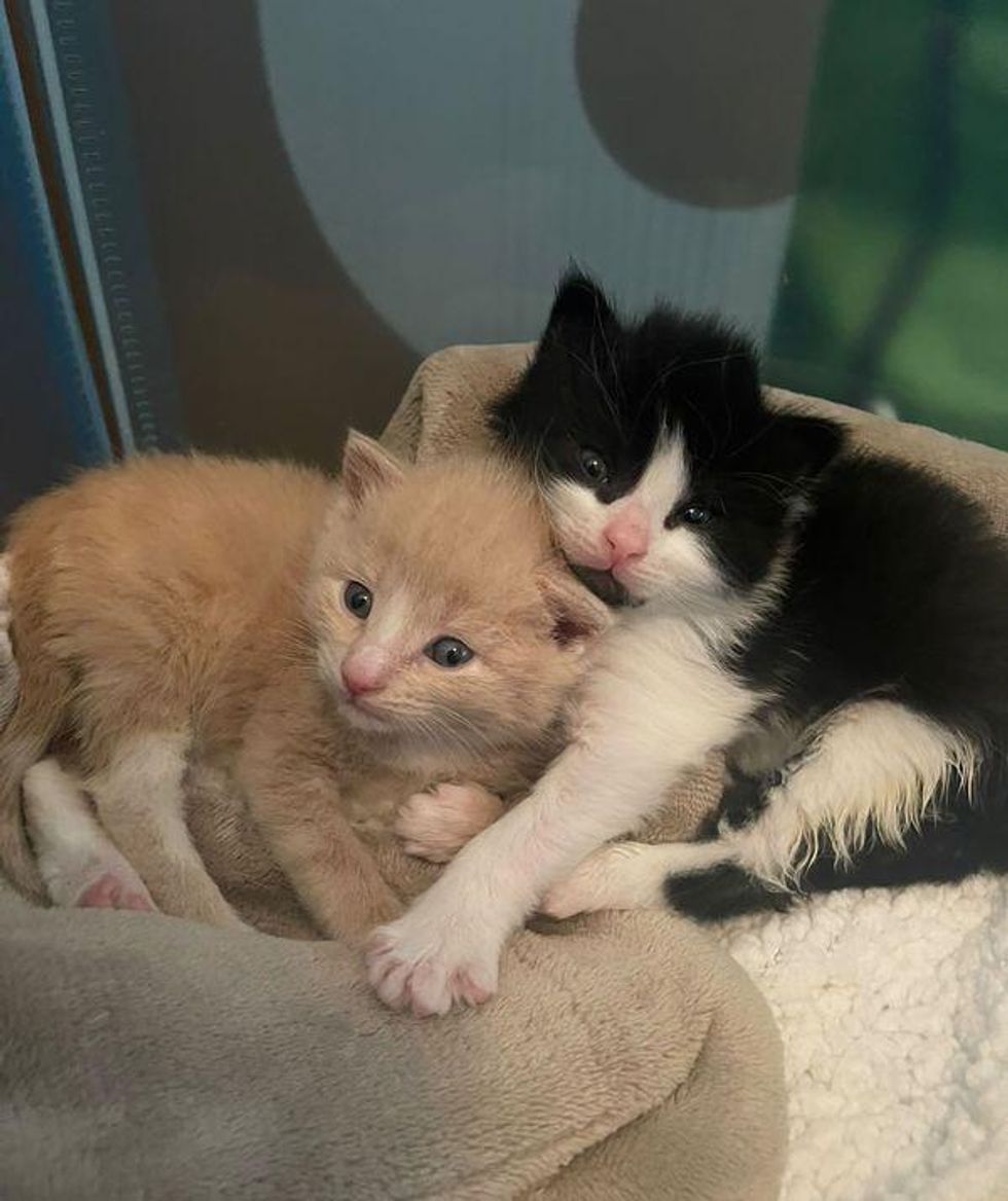 Kitten Longing for a Friend Until Another Cat Shows Up One Day ...