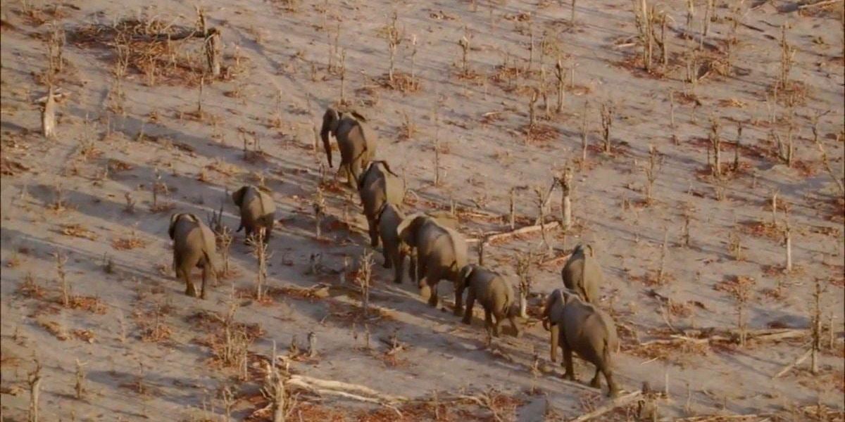 Drones help save elephants from poachers - Upworthy