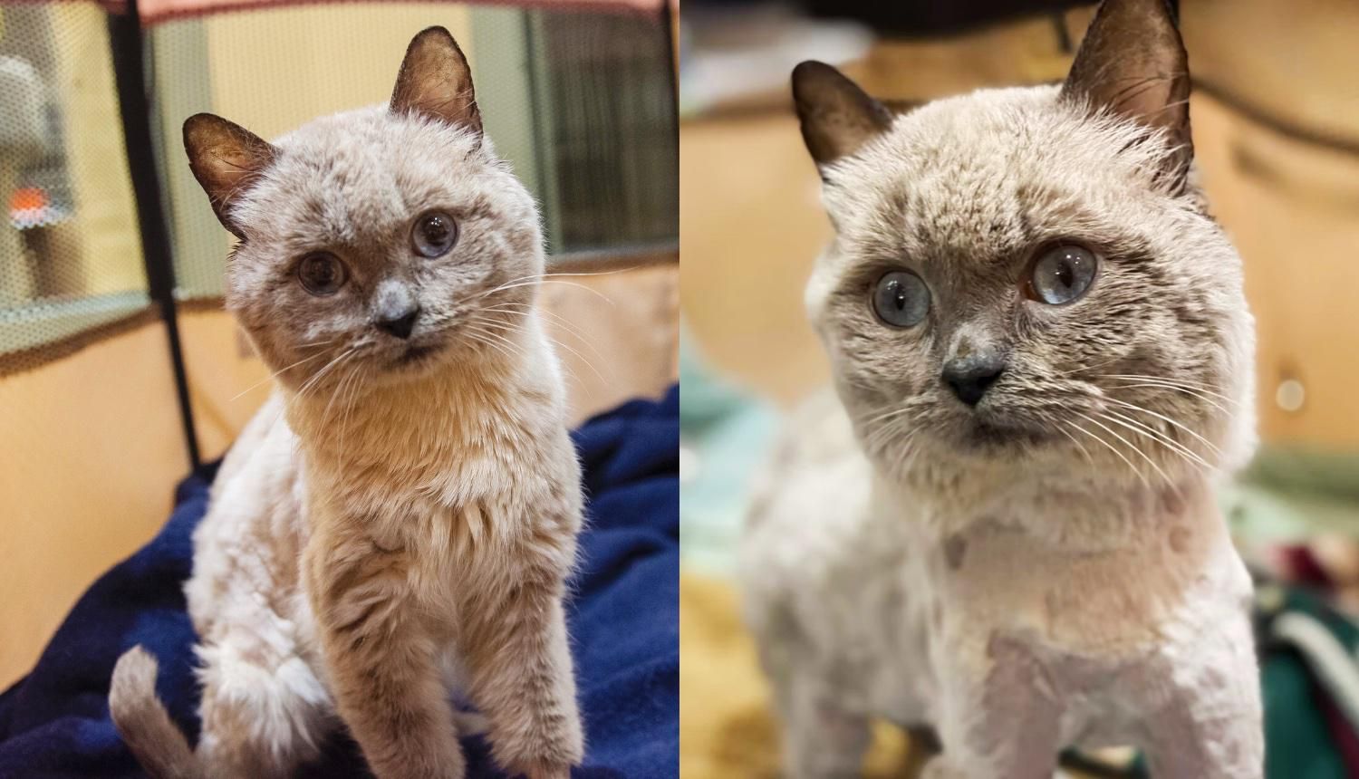 Cat With Personality of a Teddy is So Happy to Have the Perfect Place ...