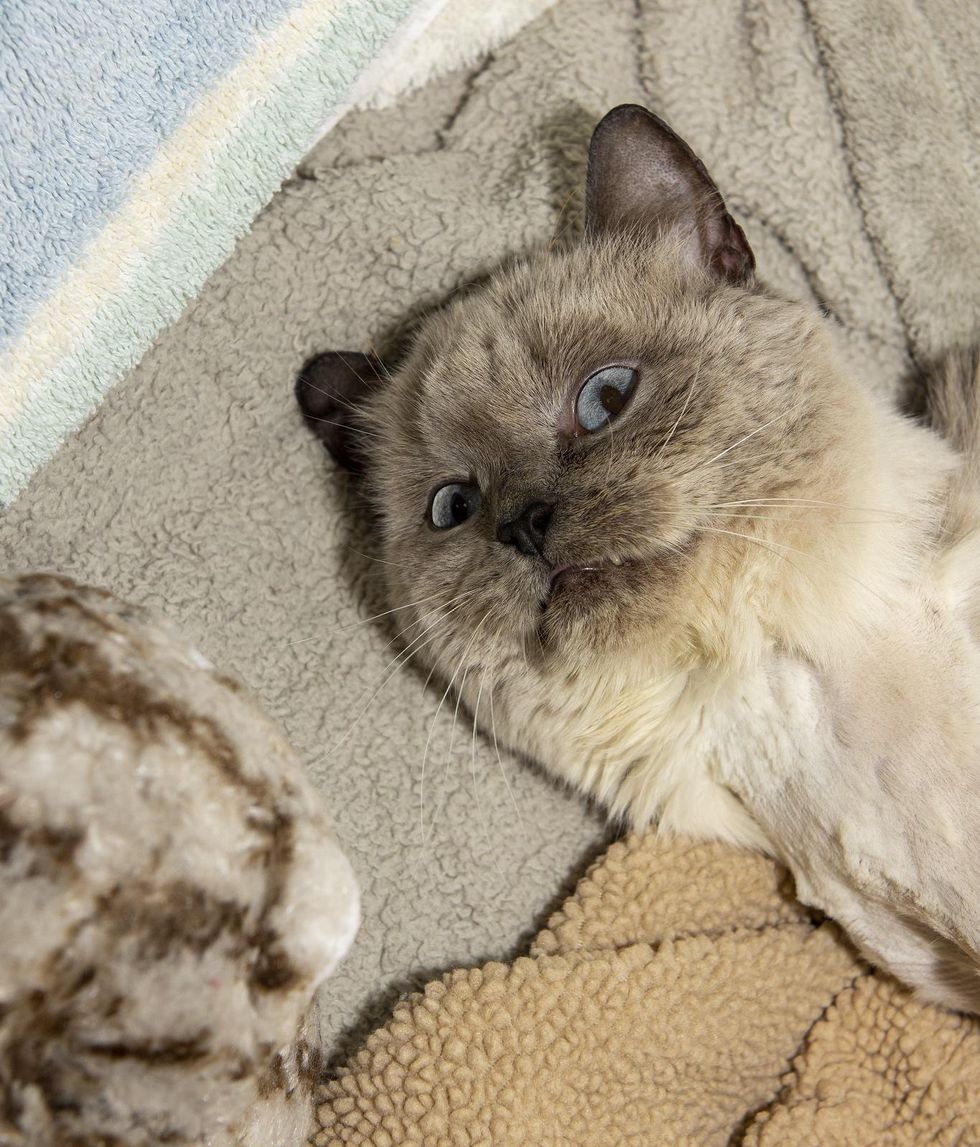 Cat With Personality of a Teddy is So Happy to Have the Perfect Place ...
