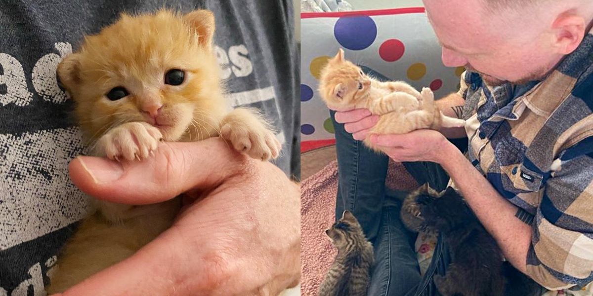 Kittens Find Family to Help Them and Decide to Nap on Every Lap They ...