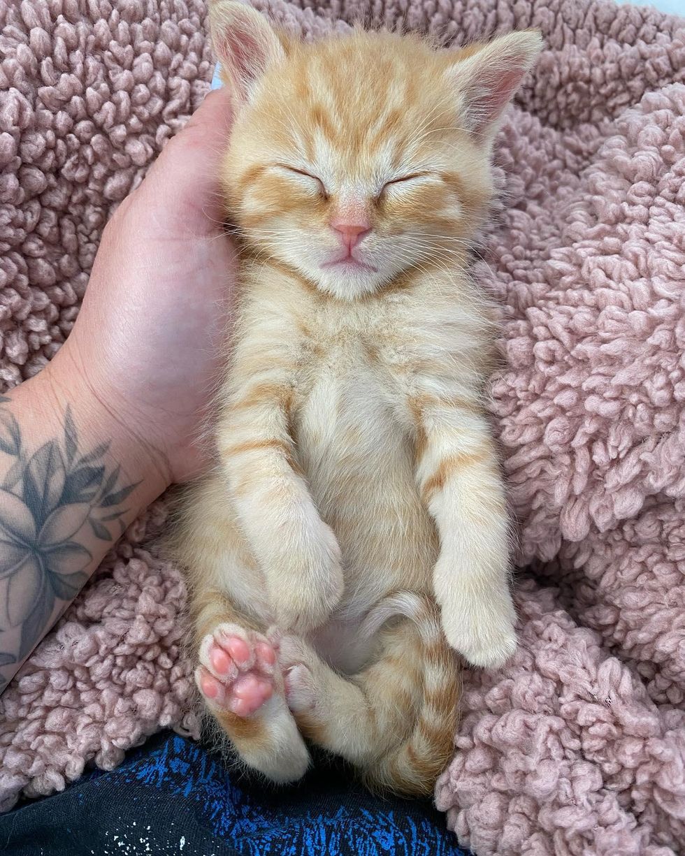 Kittens Find Family to Help Them and Decide to Nap on Every Lap They ...
