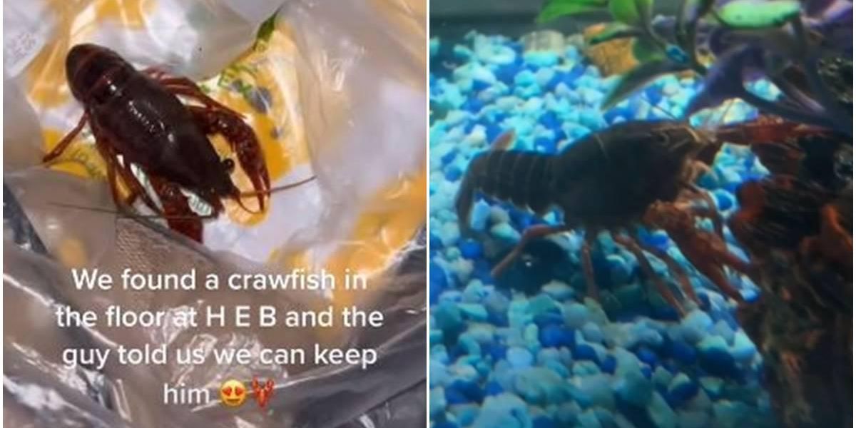 Woman saves crayfish and keeps it as a pet - Upworthy