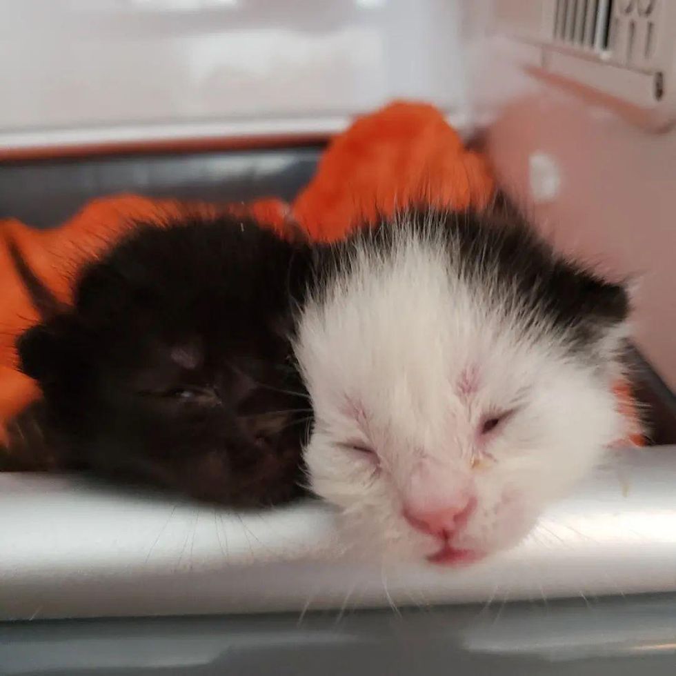 Kitten with a Stubby Leg Runs Around with His Sister In Bliss After ...