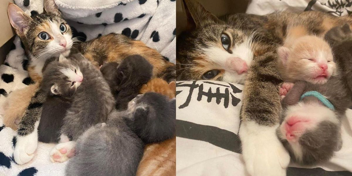 Cat Who Needed a Haven for Her Kittens, is Delighted to Be Inside a ...