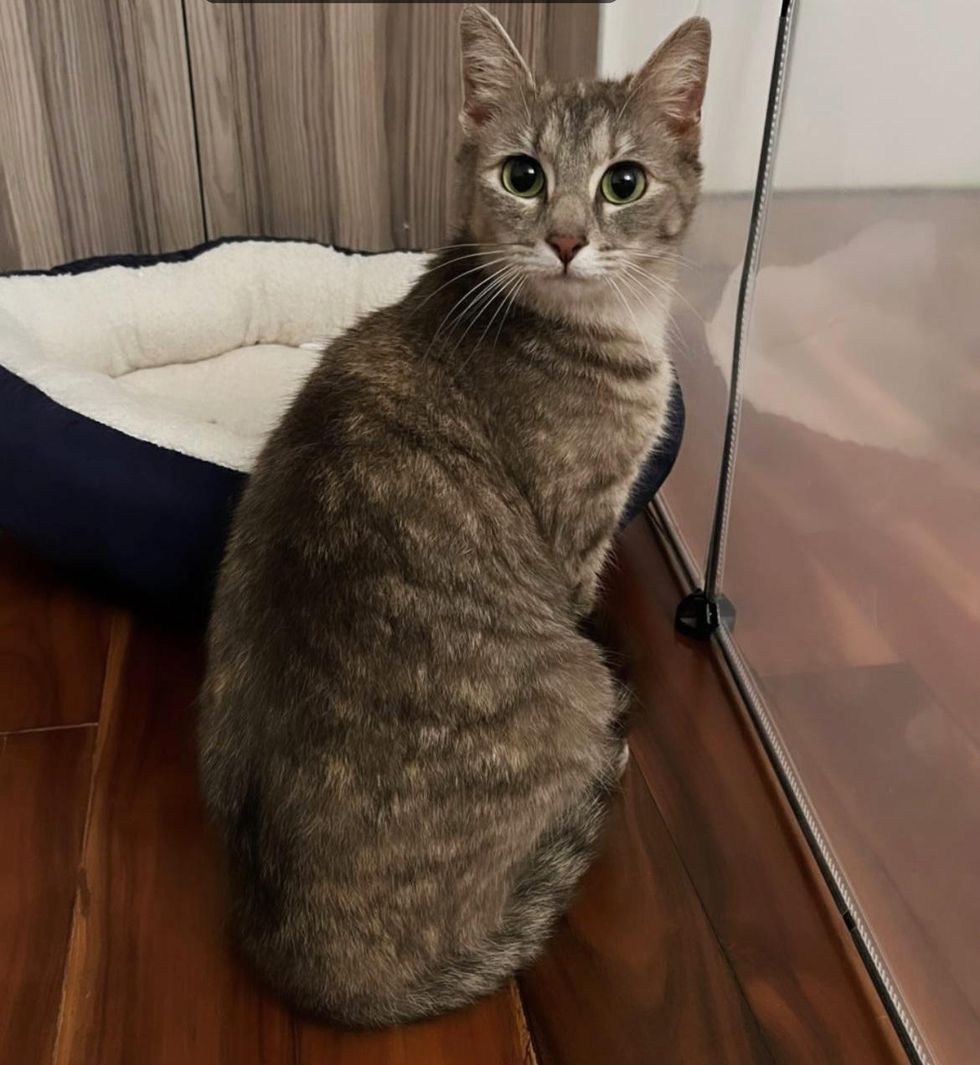 Cat Keeps Her Kittens Under a Trunk from the Rain Until They are Found ...