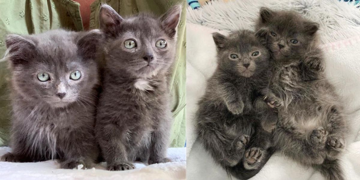 Kittens So Small and Brave Decide to Grow Strong Together as They ...