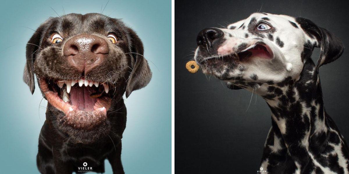 Photos of dogs captured catching treats mid-air are sheer joy - Upworthy