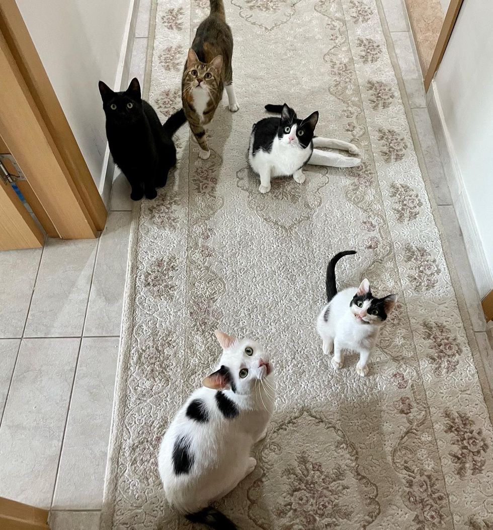 Woman Gives Stray Kitten a Chance at a Full Life, Who Now Wears a ...