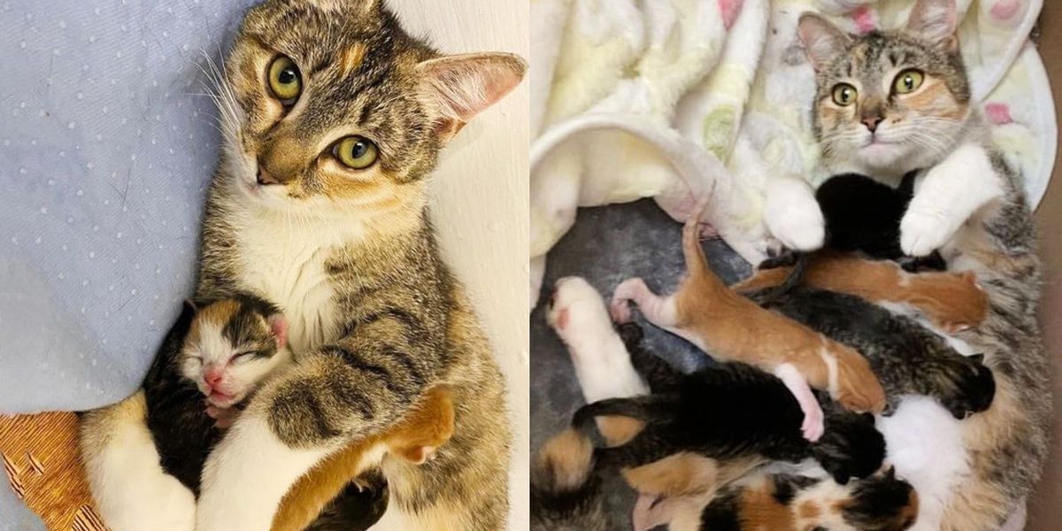 Cat Is Over the Moon to Have Kittens in a Warm Abode and Purrs Her Way ...