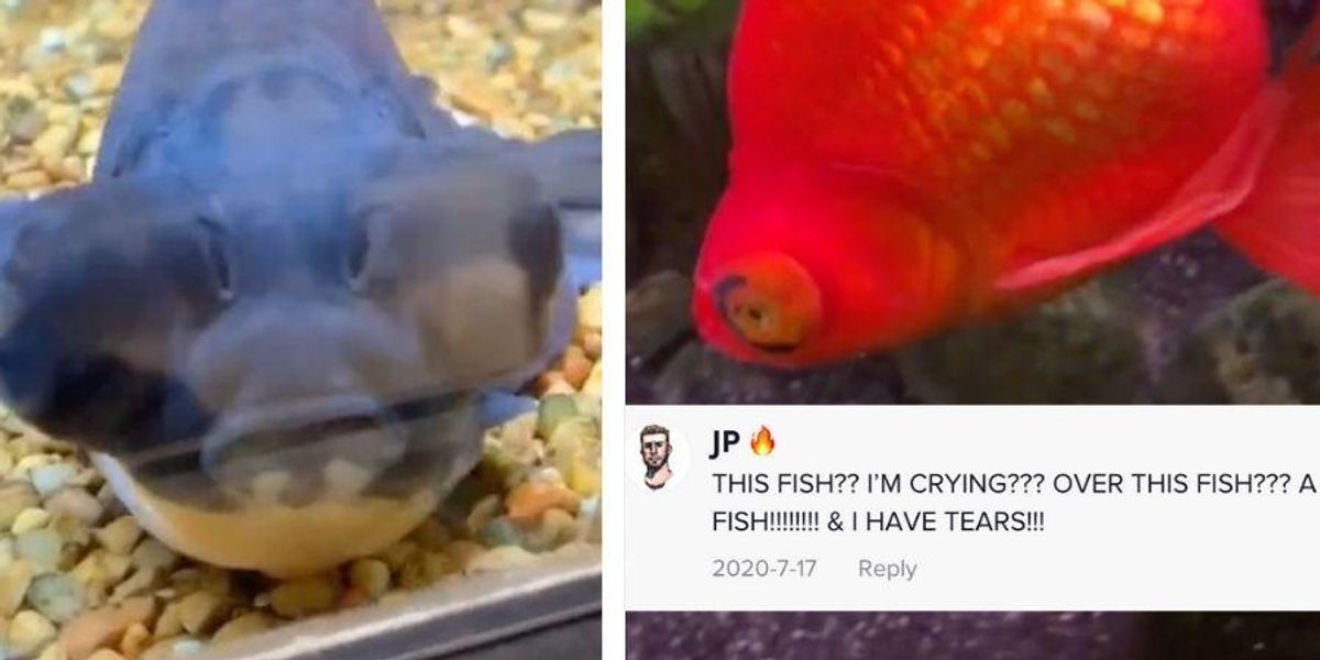 Watch: A sick, dying goldfish undergoes incredible transformation ...
